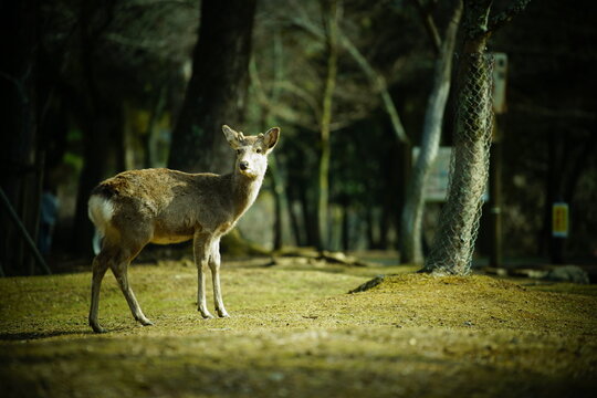 rika_portrait 写真、画像、アセット | Adobe Stock