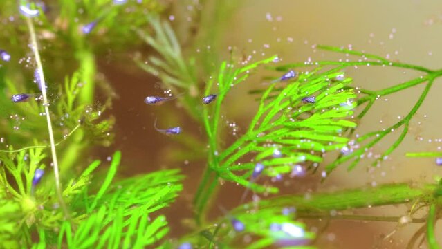 Betta Fish Babies Look Like