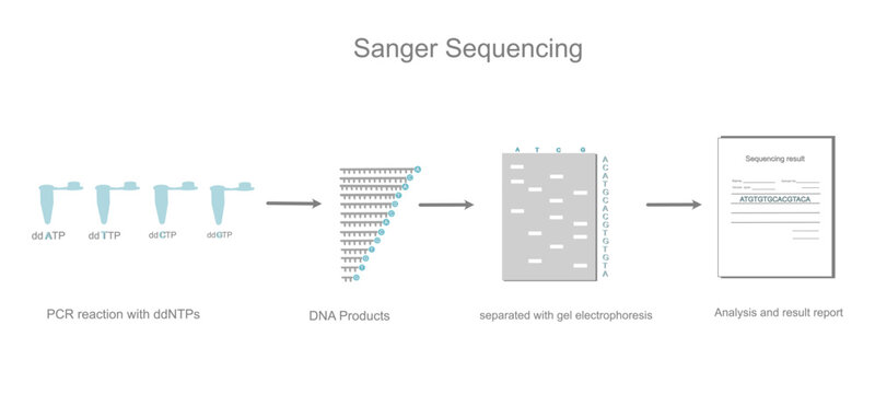 "Sanger Sequencing" Images – Browse 37 Stock Photos, Vectors, and Video ...