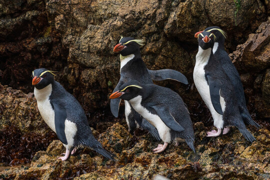 Robustus Images – Browse 1,076 Stock Photos, Vectors, and Video | Adobe ...