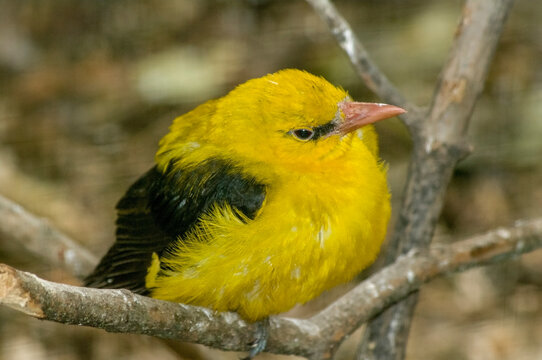 Pirole Bilder – Durchsuchen 7,500 Archivfotos, Vektorgrafiken und ...