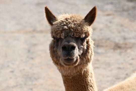 Imagens de Liama – Explore Fotografias do Stock, Vetores e Vídeos de 32 ...