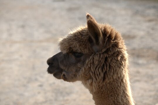 Liama bilder – Bläddra bland 26 stockfoton, vektorer och videor | Adobe ...