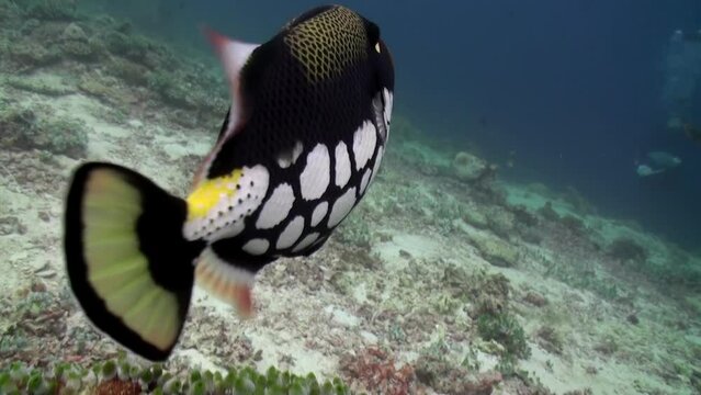 "Trigger Fish" Imagens – Procure 7,262 fotos, vetores e vídeos | Adobe ...