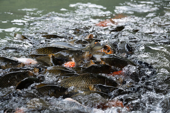 "Fish Swarm" Images – Browse 271 Stock Photos, Vectors, and Video ...