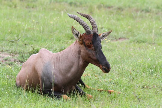 Topi.animal bilder – Bläddra bland 3,212 stockfoton, vektorer och ...