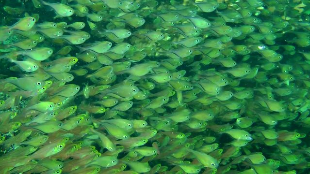 Parapriacanthus Images – Browse 515 Stock Photos, Vectors, and Video ...