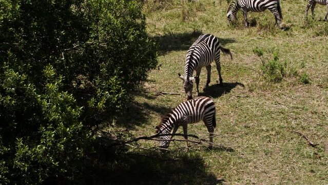 "Cloven Hoof" Images – Browse 5,506 Stock Photos, Vectors, and Video ...