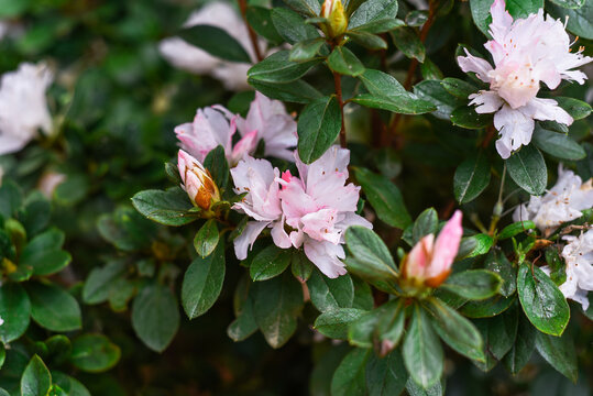 "Pink Azalea" Bilder – Durchsuchen 531 Archivfotos, Vektorgrafiken und ...