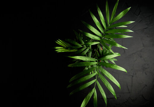 "Palm Leave" Images – Browse 2,044 Stock Photos, Vectors, and Video ...