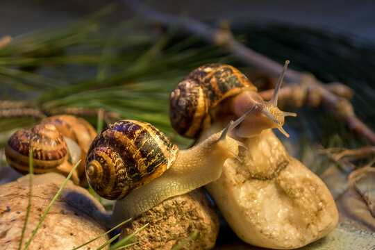 รูปภาพEscargo – เลือกดูภาพถ่ายสต็อก เวกเตอร์ และวิดีโอ58,570 | Adobe Stock