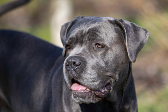 Italian Mastiff Cane Corso Grey