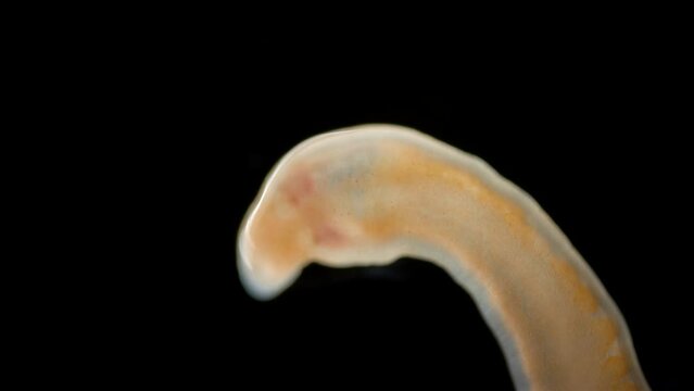 Nemertea Images – Parcourir 188 le catalogue de photos, vecteurs et ...