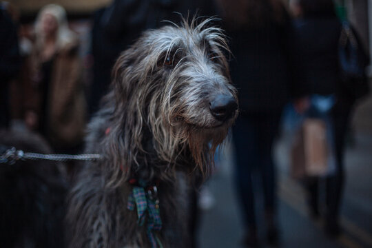 Scottish Deerhound Mix