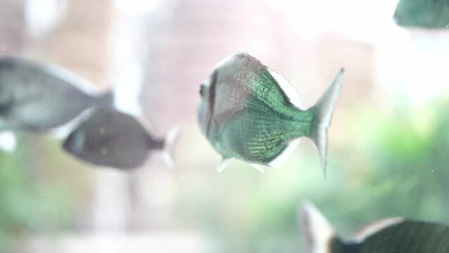 "Silver Fish" Bilder – Durchsuchen 2,294 Archivfotos, Vektorgrafiken ...