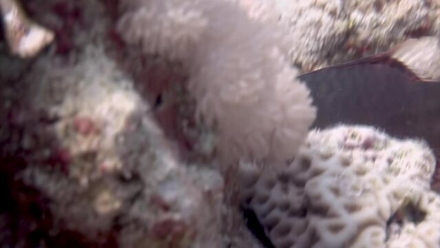 Obrázky Pollyfish – procházejte fotografie, vektory a videa 6,882 ...