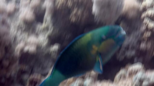 Obrázky Pollyfish – procházejte fotografie, vektory a videa 6,882 ...