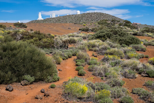 Imágenes de Retamas: descubre bancos de fotos, ilustraciones, vectores ...
