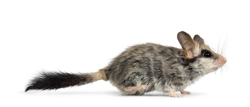 รูปภาพGliridae – เลือกดูภาพถ่ายสต็อก เวกเตอร์ และวิดีโอ5,623 | Adobe Stock