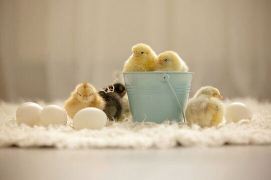 Easter Chick Background
