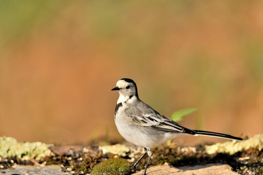 รูปภาพAcicalar – เลือกดูภาพถ่ายสต็อก เวกเตอร์ และวิดีโอ166 | Adobe Stock