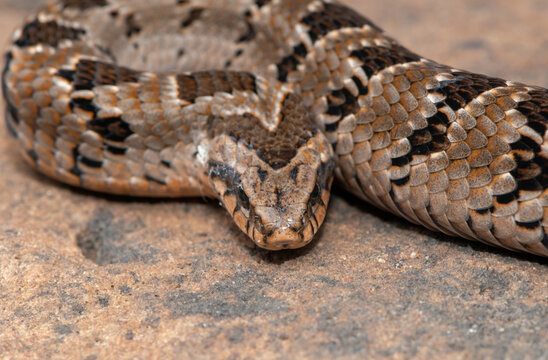 รูปภาพAdder – เลือกดูภาพถ่ายสต็อก เวกเตอร์ และวิดีโอ14,544 | Adobe Stock