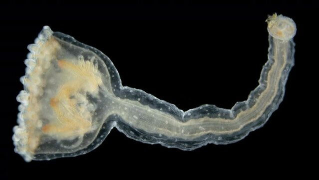 รูปภาพHydromedusa – เลือกดูภาพถ่ายสต็อก เวกเตอร์ และวิดีโอ127 | Adobe Stock