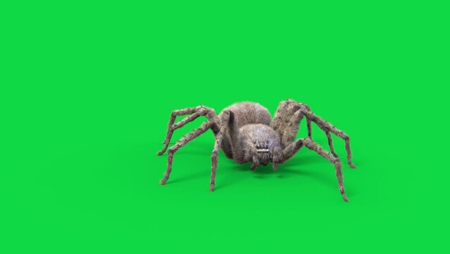 "Jumping Spider Bilder – Durchsuchen 104,219 Archivfotos ...