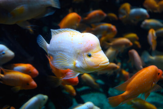 Tropicarium Bilder – Durchsuchen 116 Archivfotos, Vektorgrafiken und ...