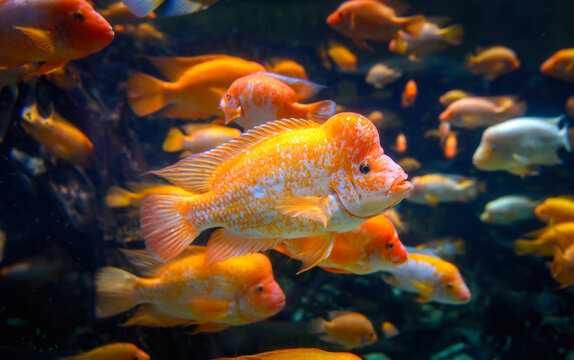Tropicarium Bilder – Durchsuchen 134 Archivfotos, Vektorgrafiken und ...