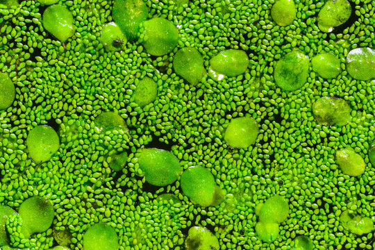 รูปภาพWolffia – เลือกดูภาพถ่ายสต็อก เวกเตอร์ และวิดีโอ266 | Adobe Stock