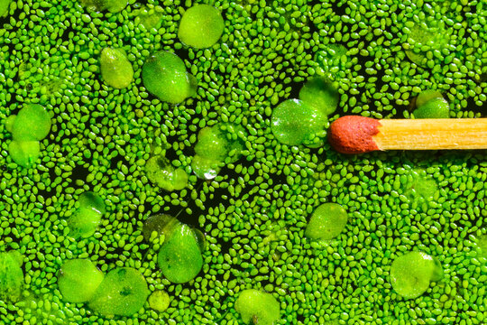 รูปภาพWolffia – เลือกดูภาพถ่ายสต็อก เวกเตอร์ และวิดีโอ266 | Adobe Stock