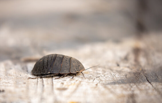 Vanwaerebeki Images – Browse 56 Stock Photos, Vectors, and Video ...