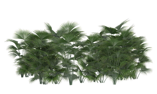 Toquilla Billeder – Gennemse 520 stockfotos, vektorer og videoer ...