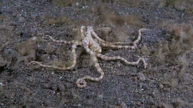 Wunderpus Imagens – Procure 282 fotos, vetores e vídeos | Adobe Stock