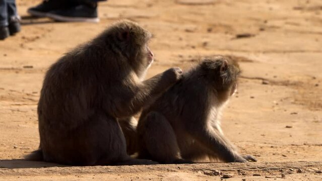 Nit 影片片段 – 瀏覽 298 個 HD 高畫質素材庫影片和影片片段 | Adobe Stock