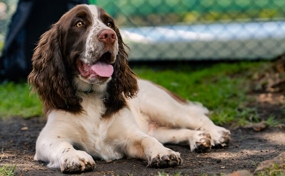 "English Springer Spaniel" Images – Browse 3,359 Stock Photos, Vectors ...