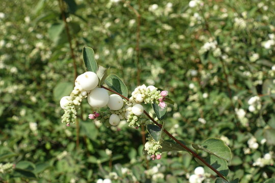 Ghostberry Bilder – Durchsuchen 5,637 Archivfotos, Vektorgrafiken und ...