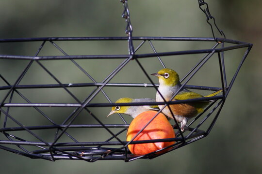 「Tauhou」の写真素材 | 44件の無料イラスト画像 | Adobe Stock