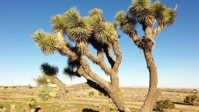 Obrázky Hesperia – procházejte fotografie, vektory a videa 493 | Adobe ...