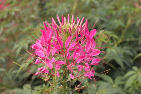 "Mole Plant" Bilder – Durchsuchen 851 Archivfotos, Vektorgrafiken und ...