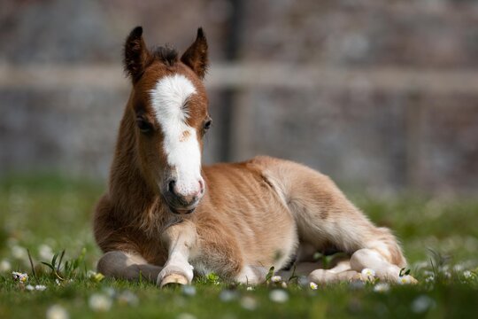 "Bay Foal" Images – Browse 44 Stock Photos, Vectors, and Video | Adobe ...