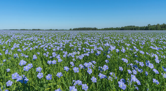 Flax Field"」の写真素材 | 138件の無料イラスト画像 | Adobe Stock