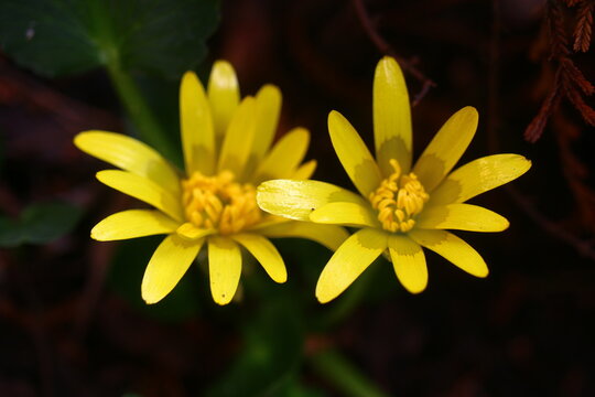 รูปภาพJaskier – เลือกดูภาพถ่ายสต็อก เวกเตอร์ และวิดีโอ260 | Adobe Stock