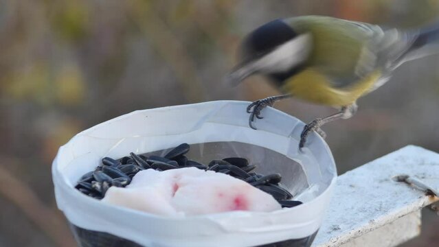 Zitze Bilder – Durchsuchen 173,524 Archivfotos, Vektorgrafiken und ...