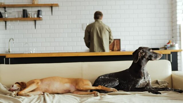 Dog Comforting Owner Images – Browse 5,427 Stock Photos, Vectors, and ...