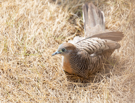 Kurokutok Bilder – Durchsuchen 1,578 Archivfotos, Vektorgrafiken und ...