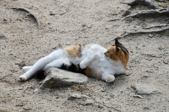 Paljas Images – Browse 6 Stock Photos, Vectors, and Video | Adobe Stock