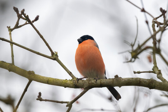 Imágenes de Gimpel: descubre bancos de fotos, ilustraciones, vectores y ...