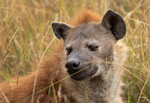 「Hyna」の写真素材 | 16件の無料イラスト画像 | Adobe Stock